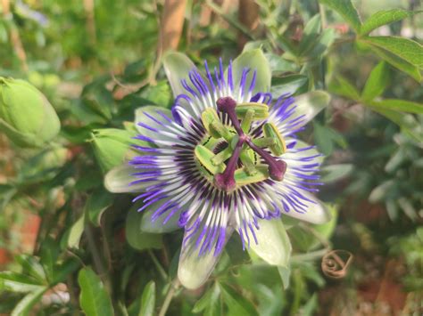Passiflora Caerulea
