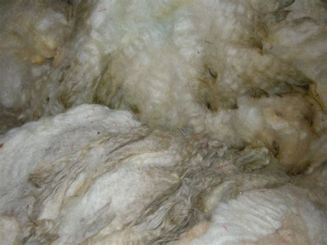 Vellón de lana de oveja corriedale recién esquilada