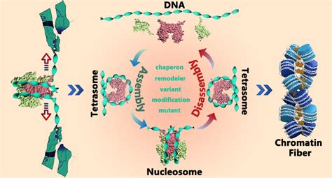 Nucleosome Dynamics Derived At The Single Molecule Level Bridges Its Structures And Functions