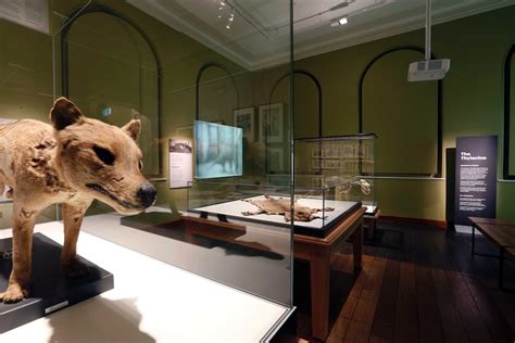 Exciting New Thylacine Discovery Shines Light On Tasmanias Extinct