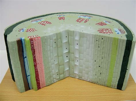 Dicot Stem Model Geyer Instructional Products