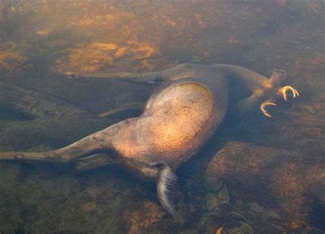Born To Track Blog A Great Start Of Tracking Season For Kyle Stiffler From Eagle Mi