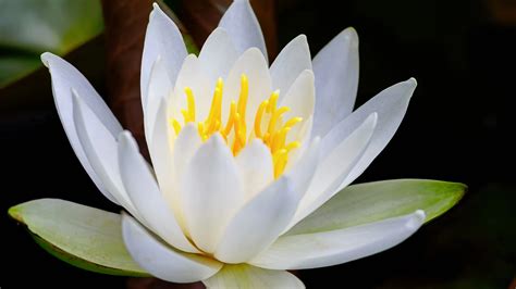 Wordpress で Tailwind Css を使う方法 Wordpress で Tailwind Css を使う方法