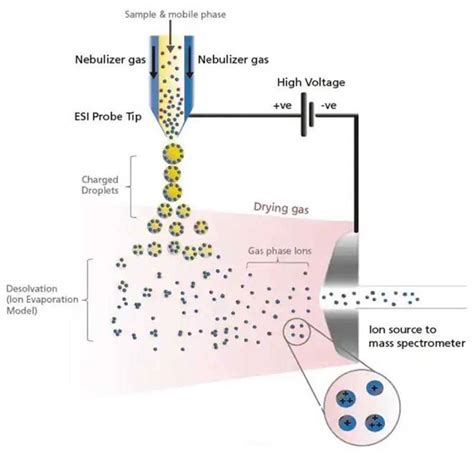 Enviromail 146 Australia Pfas Internal Standards Surrogates And Isotope Dilution