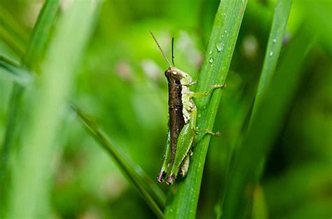 Little Grasshopper Background Images Hd Pictures And Wallpaper For