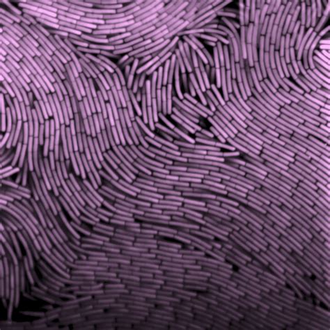 Bacillus Subtilis Microscope