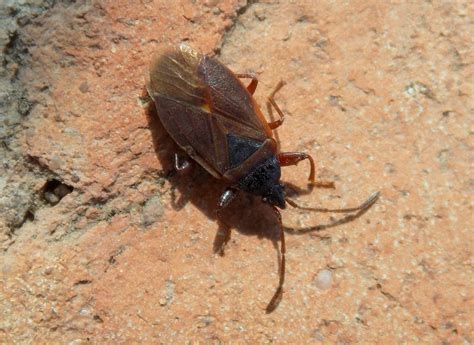 Pine Cone Bug Gastrodes Grossipes British Nature Guide
