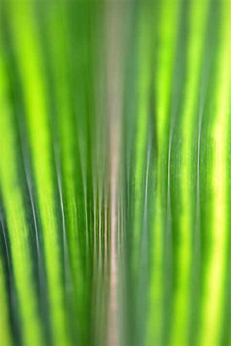 Tassels And Silks The Beautiful Anatomy Of A Corn Plant Perennial