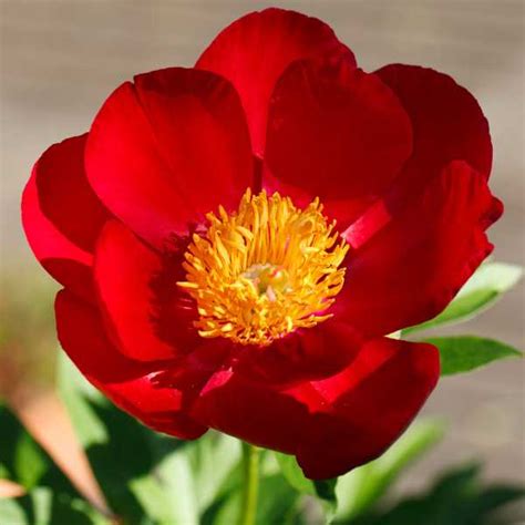 Different Types Of Peony Flowers 8 Varieties Of Blooming Beauty