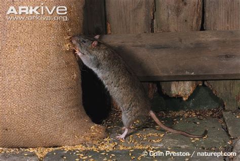Images About Brown Rat On Pinterest Beautiful In Pictures And Search