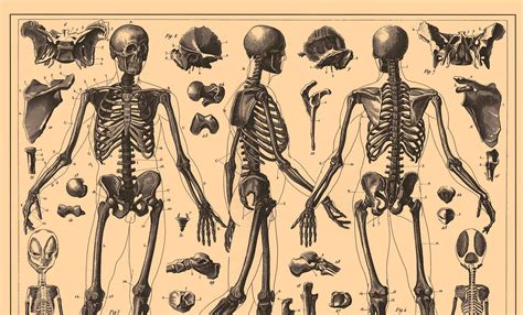 The Five Moo Do Values Australian Soo Bahk Do Moo Duk Kwan