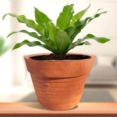 Flower Pot Description At Pat Gray Blog