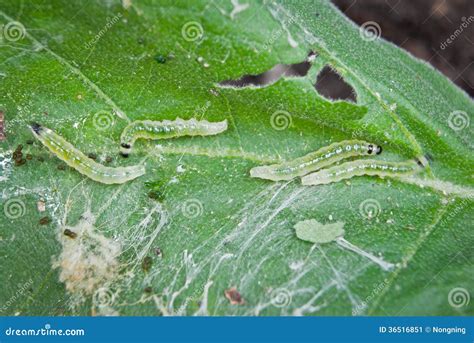 Caterpillar Pests Stock Image Image Of Wildlife Caterpillar 36516851