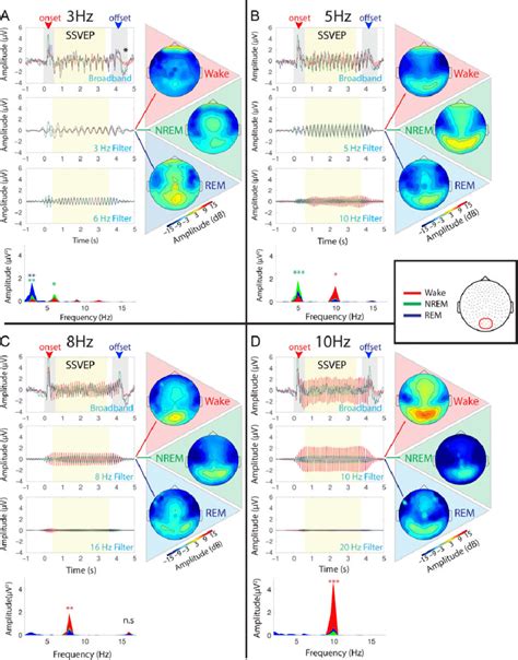 Visually Evoked EEG Responses Across Wakefulness And Sleep A EEG Download Scientific Diagram