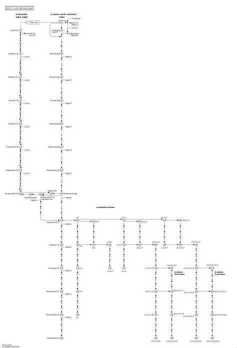 Kegg Pathway Fatty Acid Metabolism Lactobacillus Gasseri Atcc 33323