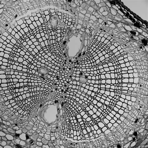 Olympus Ix83 Motorized Automated Multiwavelength With Autofocus Inverted Fluorescence Microscope