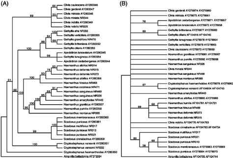 Bootstrap Consensus Trees From Analysis Of A Its Nrdna Sequences And