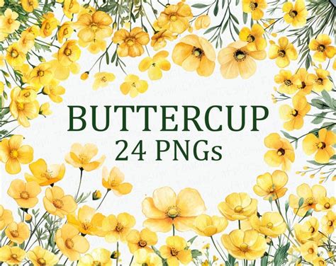 Buttercup Flower Png Digital Clip Art Watercolor Clipart Invitation