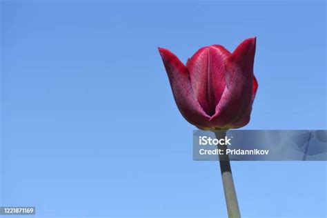 파란 하늘을 배경으로 한 라일락 튤립 텍스트 공간 클로즈업 0명에 대한 스톡 사진 및 기타 이미지 0명 꽃 나무 꽃 꽃의 구조 Istock