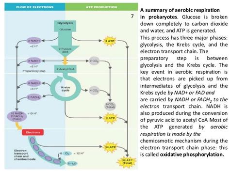 Bsc Micro Ii Microbial Physiology Unit 2 Bacterial Respiration