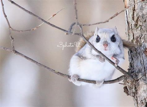 35 Photos Of Momonga Dwarf Flying Squirrels Artofit