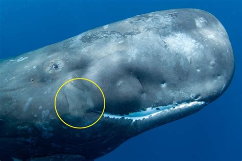 Kaskelothvaler Lever I Kvindekollektiver Illviddk