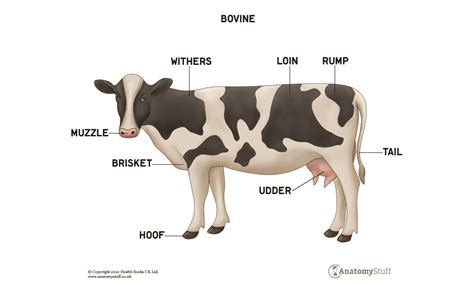 Cow Anatomy Bovine Muscles Skeleton Anatomystuff