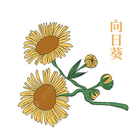 손 일러스트 으로 그린 만화 해바라기 녹색 식물 원고 Png 소재 재료 초안 식물 Png 일러스트 및 Psd 이미지 무료 다운로드 Pngtree