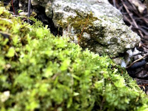 Life Takes Over Photograph By Caitlin Blanton Fine Art America