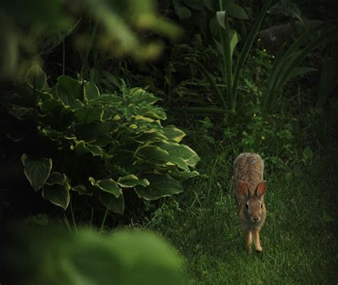 Bunny Wabbit R Wildlifephotography