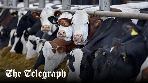 Dairy Cows Given Synthetic Additive In Feed To Hit Net Zero