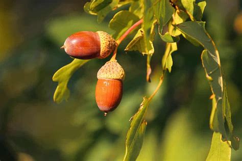 Acorn Symbolism And Meaning Ultimate Guide SimplyBeyondHerbs