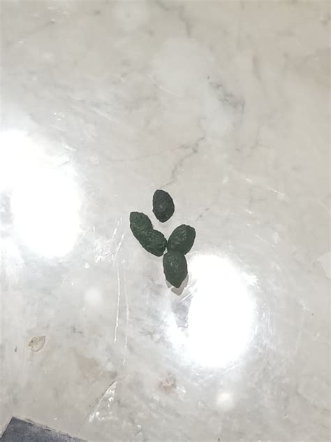 햄스터 초록색 똥 지식in