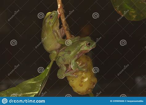 Two Dumpy Tree Frogs Resting In The Bushes Stock Photo Image Of Forest Climbing