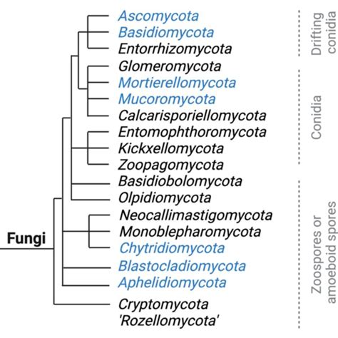 Fungal Tree Of Life Including The Updated Phylum Level Classification