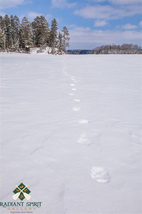 Wolf Tracks
