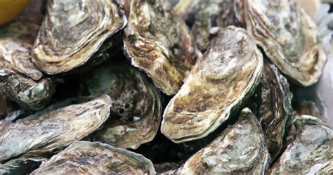 Chesapeake Bay Oyster Reef Restoration On Track To Meet 2025 Goals