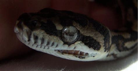 Carpet Python By Blinding Sun On DeviantArt