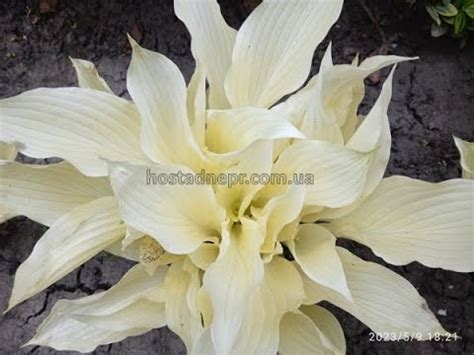 #хоста White Feather белое перо, #хоста Amazone Амазон - YouTube