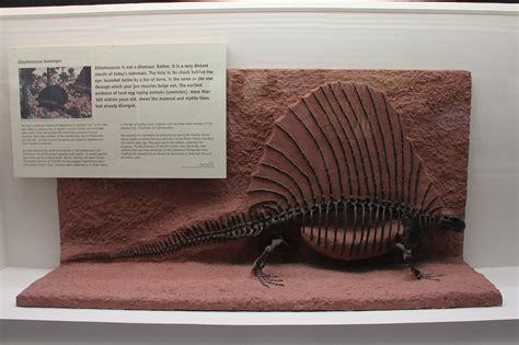 Edaphosaurus The Skeleton Of An Edaphosaurus On Exhibit In Flickr