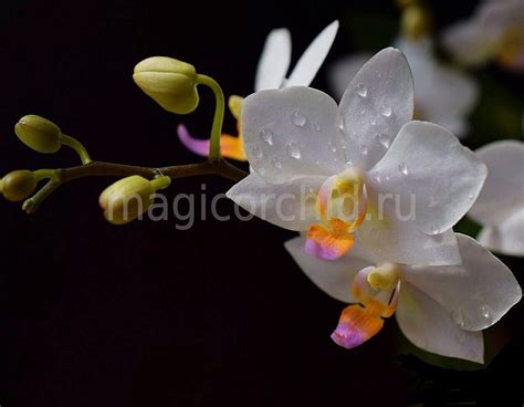 Фаленопсис Хатуюки P.Hatuyuki Nagoriyuki купить в Москве - MAGICORCHID