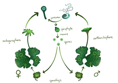 What Type Of Asexual Reproduction In Liverworts At Anthony Barajas Blog