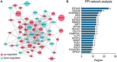 A Two Gene Random Forest Model To Diagnose Osteoarthritis Based On Rna Binding Protein Related