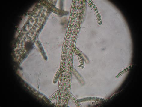 Can Anyone Help Me Identify This Marine Filamentous Algae