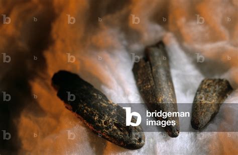Image Of Sharpened Bone Points Used For Diggingfrom Drimolean Site Near Johannesburg By