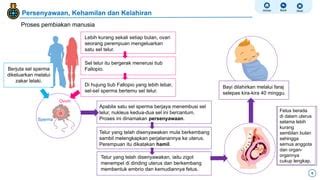 Sains Unit 2 Tahun 6 Manusia Sistem Pembiakan Manusia Organ Pembiakan