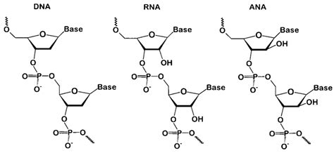Structure Of Dna Rna And Arabinonucleic Acids Ana Download