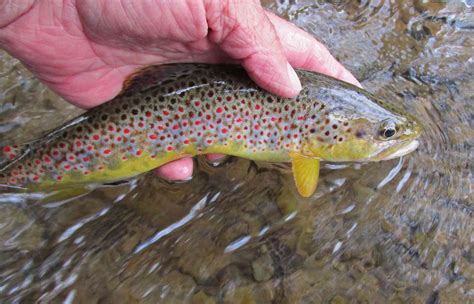 Centre Countys Wild Trout Treasure The Adventure Bureau Dispatch