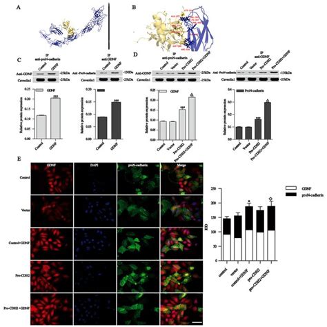 Gdnf Signaling Activation Via Ret Gdnf Glial Cell Line Derived Download Scientific Diagram