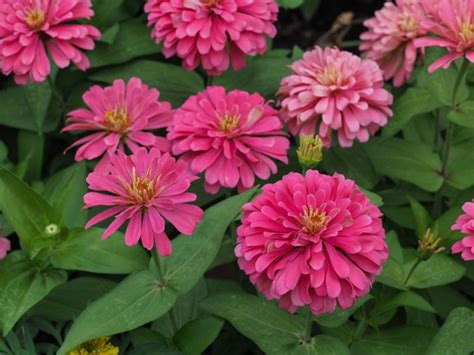 30 Types Of Pink Flowers For Your Garden Garden Design